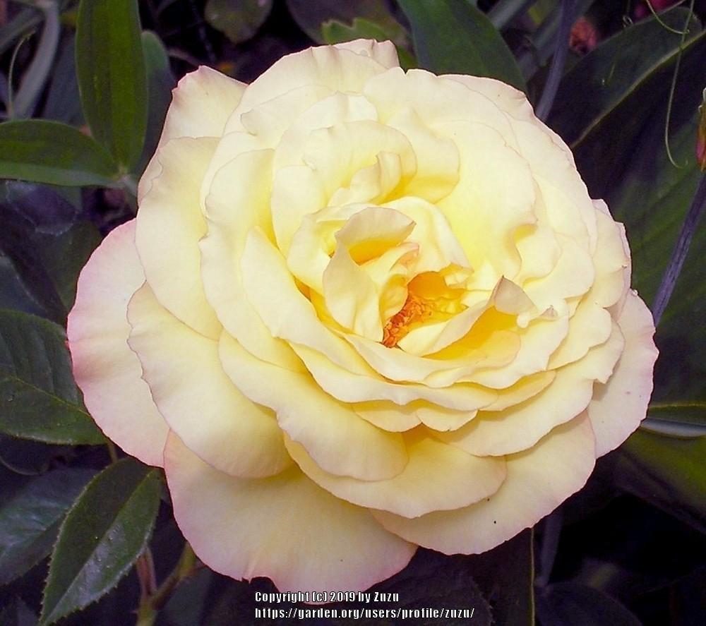 Rose (Rosa 'Solitaire') in the Roses Database - Garden.org