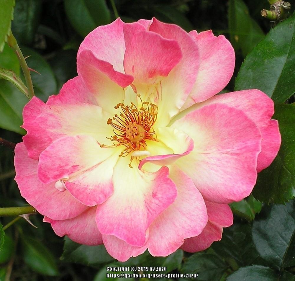 Rose (Rosa 'Cinderella's Song') in the Roses Database - Garden.org