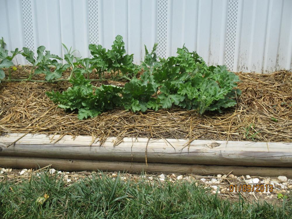 watermelon (Citrullus lanatus 'Little Darling') in the Watermelons ...