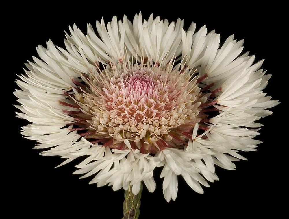 Swamp Daisy (Actinodium cunninghamii) - Garden.org
