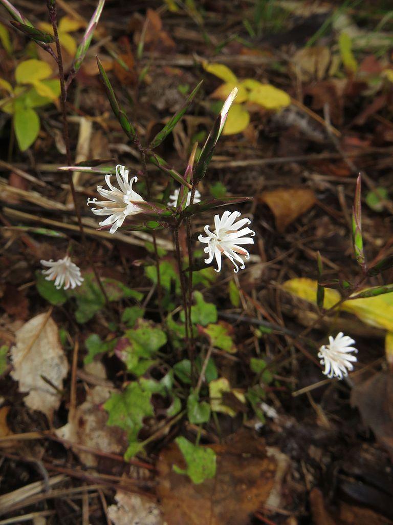 Small Maple-Leaf Ainsliaea (Ainsliaea apiculata) - Garden.org