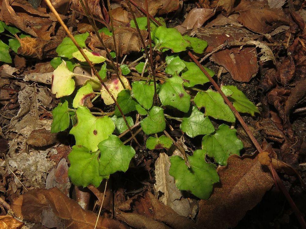 Photo of the entire plant of Small Maple-Leaf Ainsliaea (Ainsliaea ...