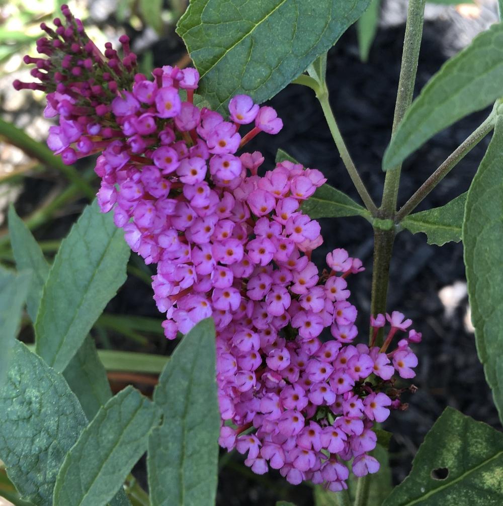 Photo of the bloom of Butterfly Bush (Buddleja davidii Buzz™ Hot ...
