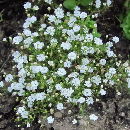 Gypsophila 'Gypsy White Improved' - Garden.org