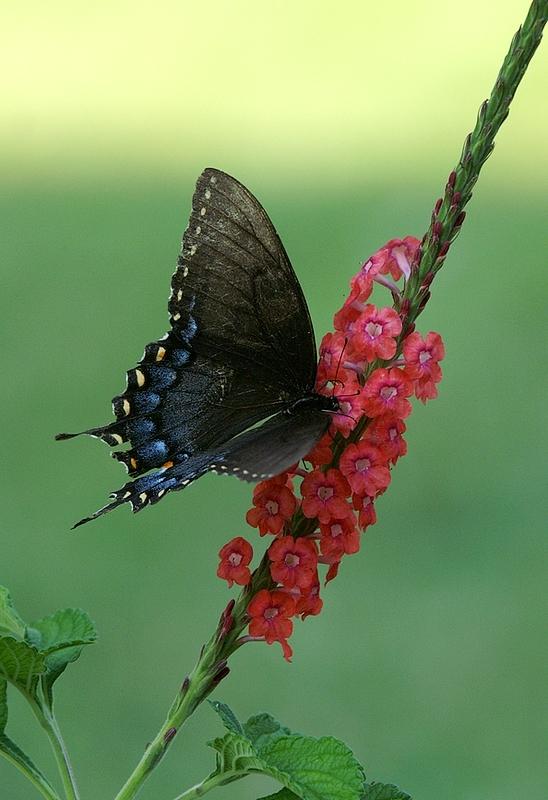 Red Porterweed (Stachytarpheta mutabilis) - Garden.org