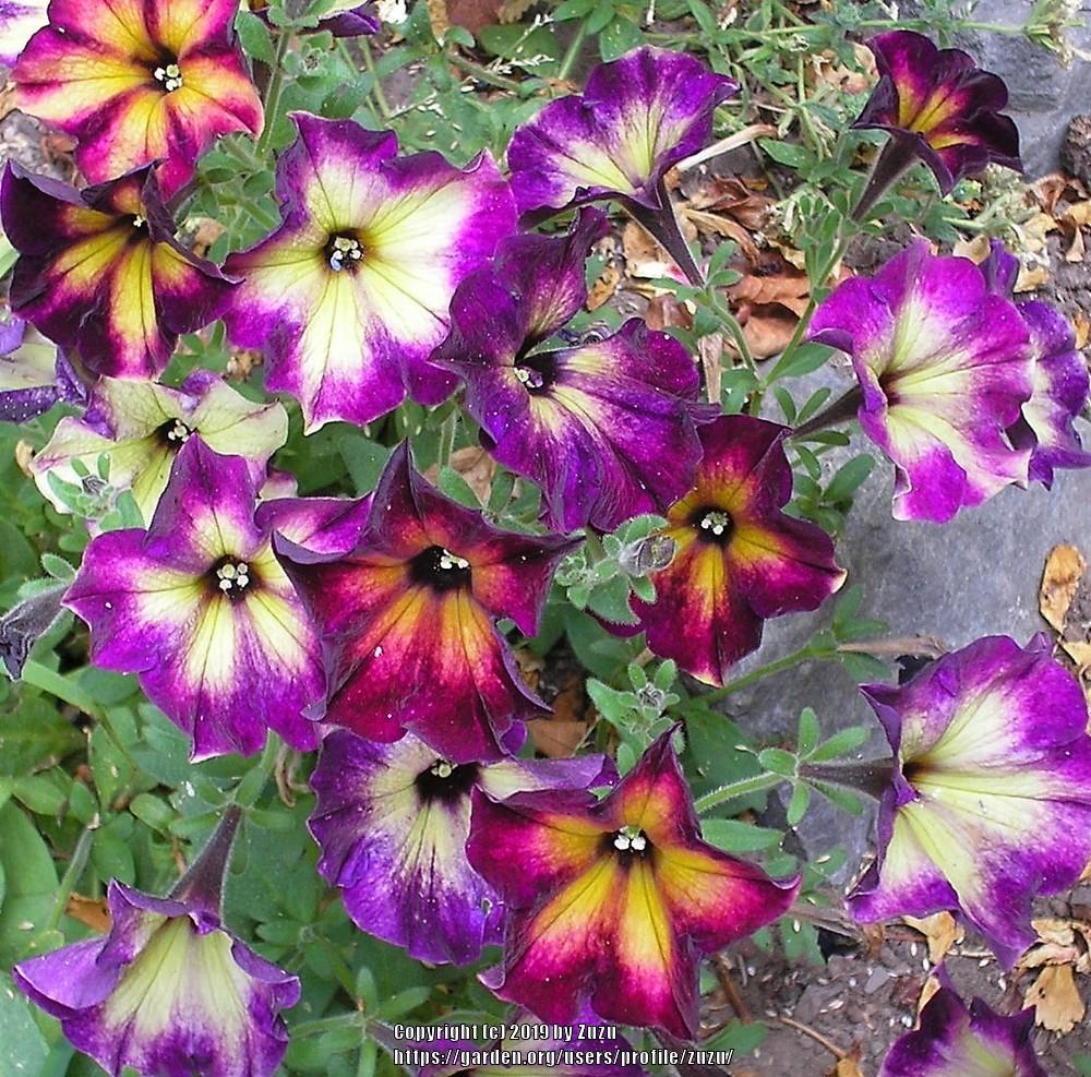 Petunias: Plant Care and Collection of Varieties - Garden.org
