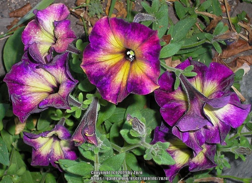 Petunias: Plant Care and Collection of Varieties - Garden.org