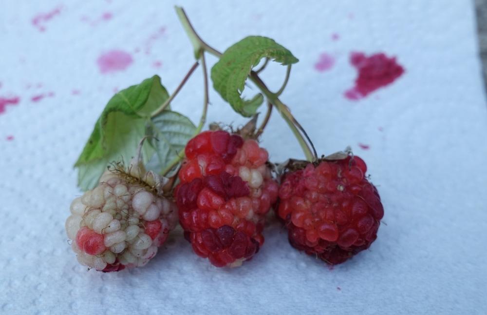 White Drupelet Disorder Raspberries in the Ask a Question forum ...
