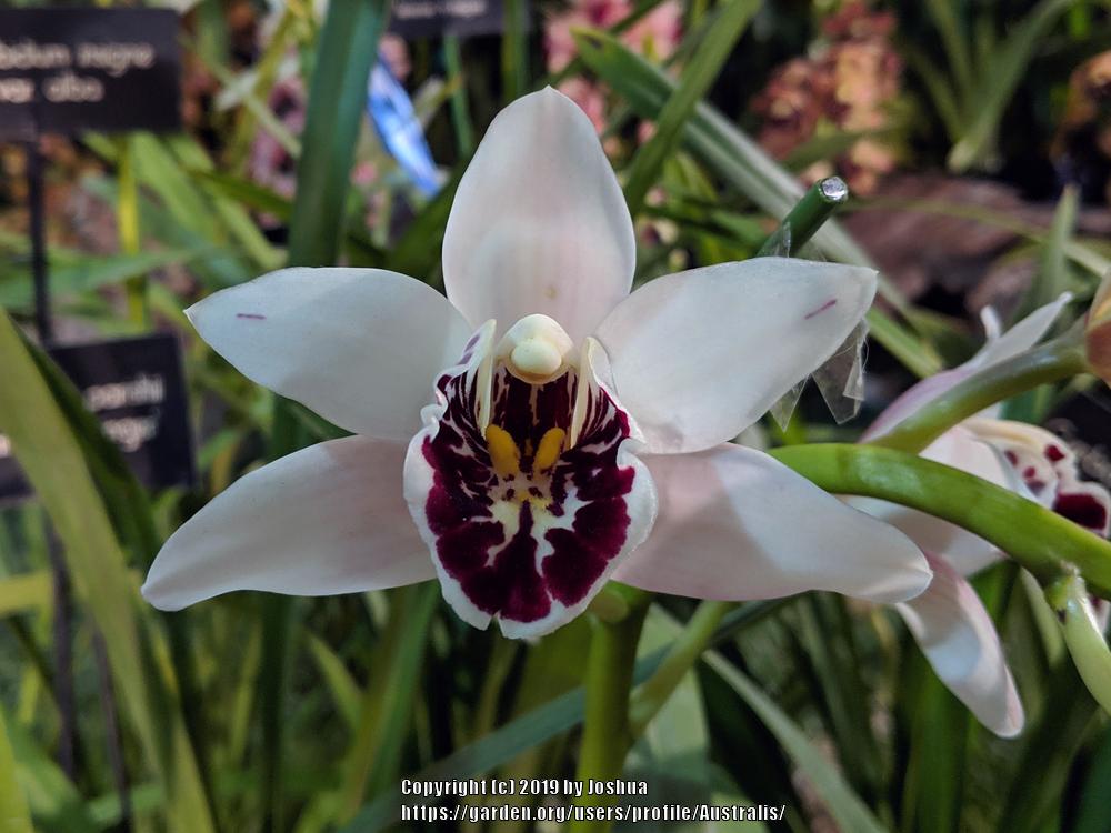 Orchid (Cymbidium sanderae 'Emma Menninger') - Garden.org