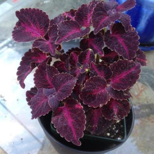 Coleus (Coleus scutellarioides 'Grape Expectations') in the Coleus ...