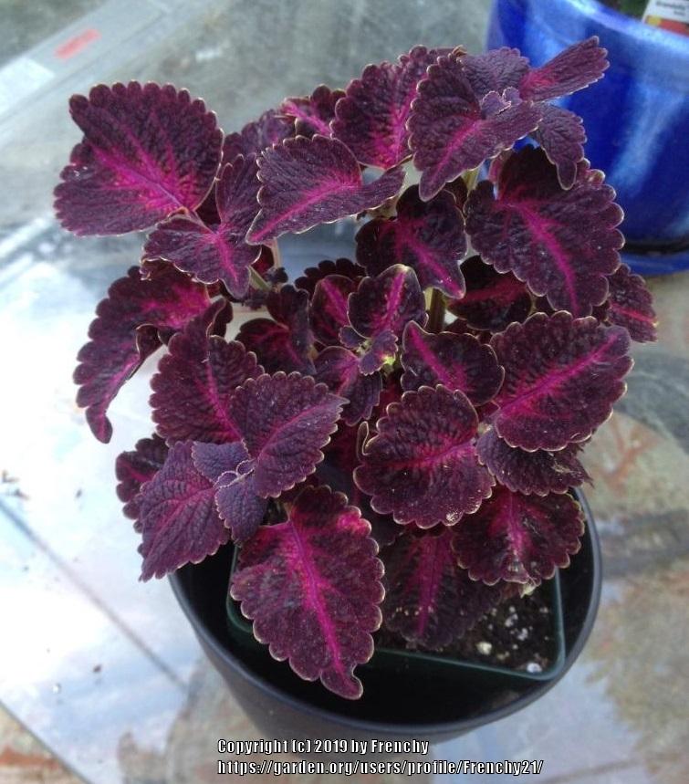 Coleus (Coleus scutellarioides 'Grape Expectations') in the Coleus ...