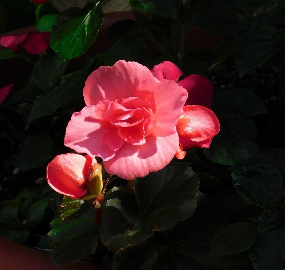 Begonia Solenia® Light Pink in the Begonias Database - Garden.org