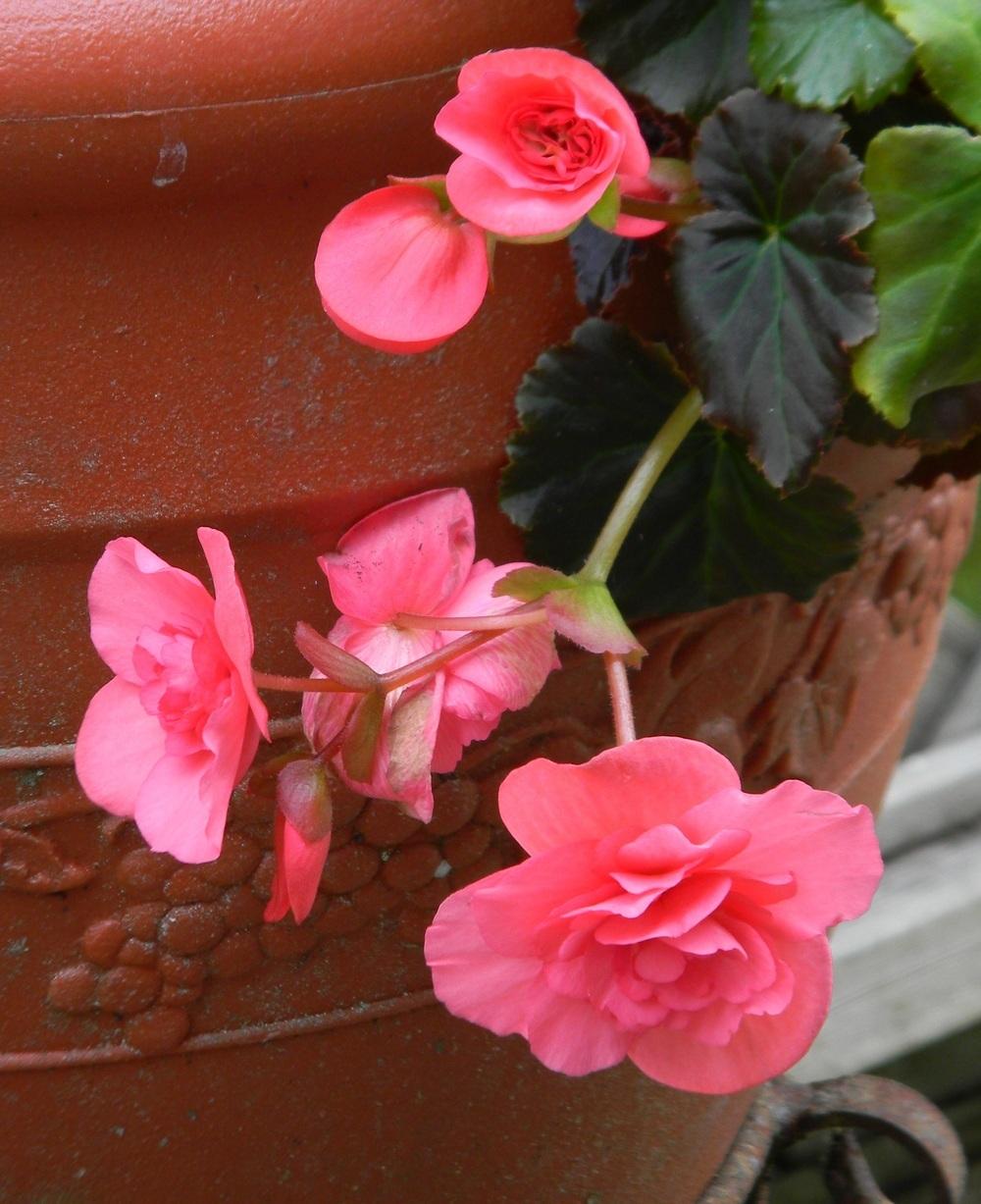 Photo of the entire plant of Begonia Solenia® Light Pink posted by ...