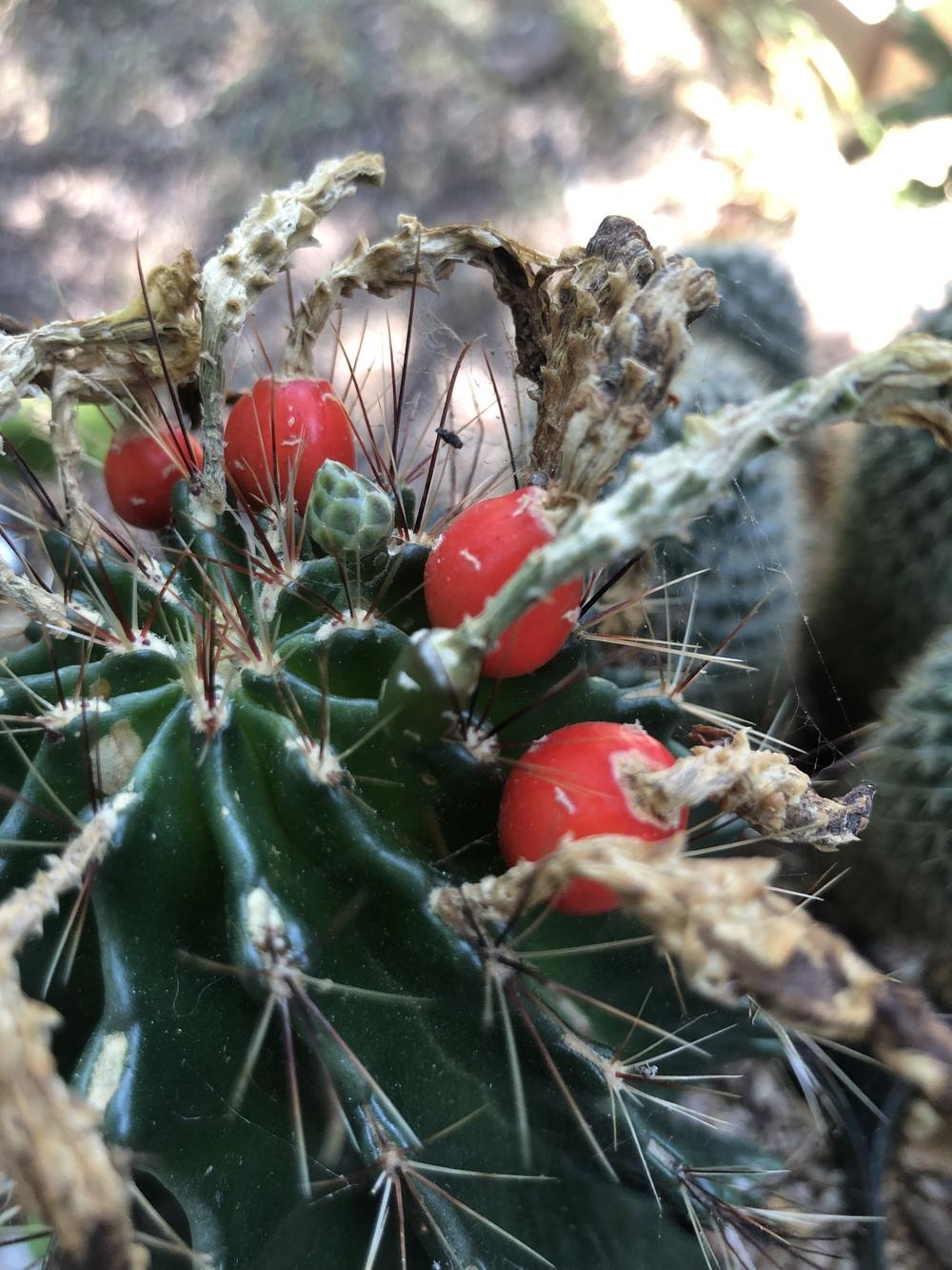 What are these red bulbs on my cactus? in the Cactus and Succulents ...