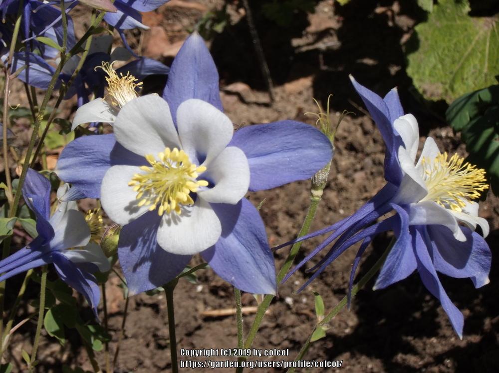 colcol's Plant List - Garden.org