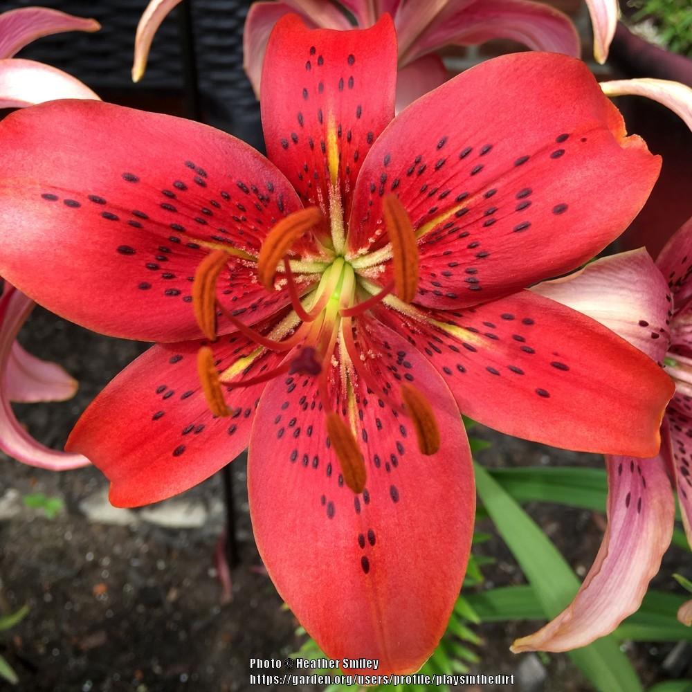 Lily (Lilium 'Red Blaze') in the Lilies Database - Garden.org