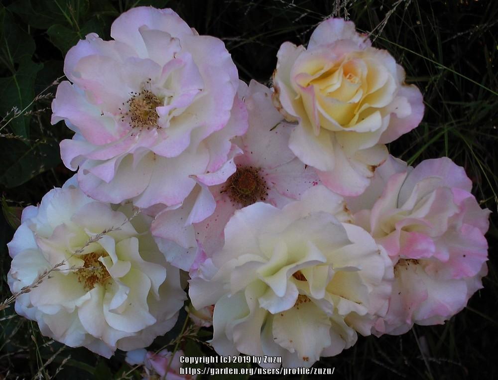 Photo of the bloom of Rose (Rosa 'Easter Basket') posted by zuzu ...