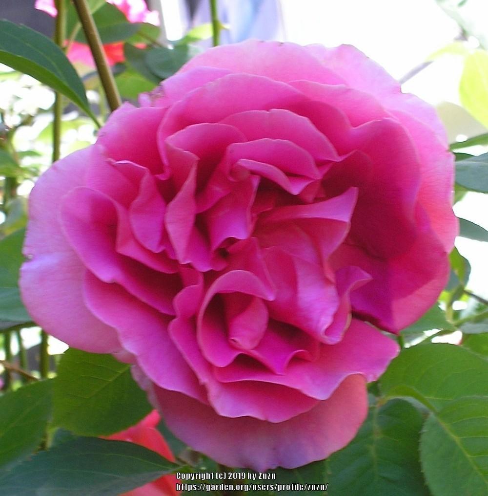 Rose (Rosa 'Gentle Giant') in the Roses Database - Garden.org