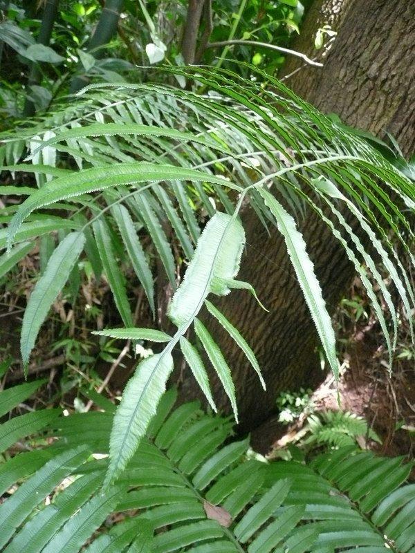 Angiopteris (Angiopteris lygodiifolia) - Garden.org