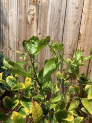 Meyer lemon tree leaves yellowing and curling in the Ask a Question forum - Garden.org