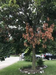Maple trees dying in the Trees and Shrubs forum - Garden.org