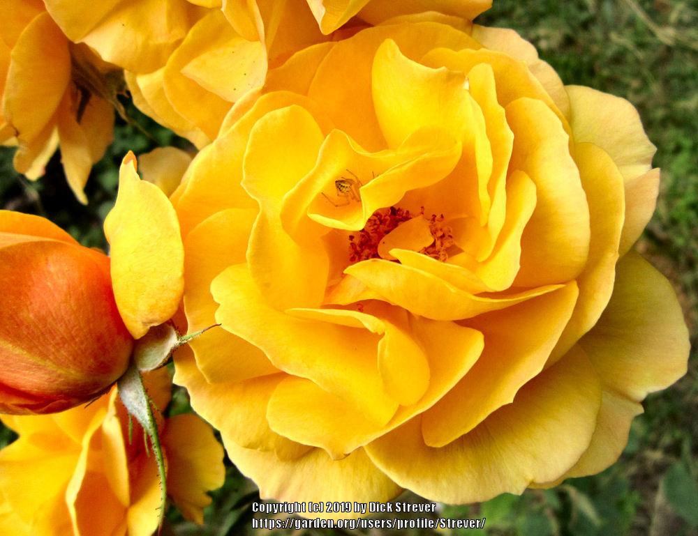 Rose (Rosa 'Good as Gold') in the Roses Database - Garden.org