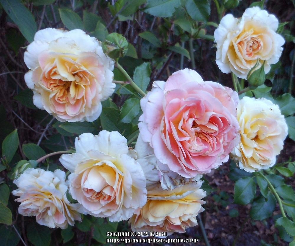 Rose (Rosa 'Concerto') in the Roses Database - Garden.org