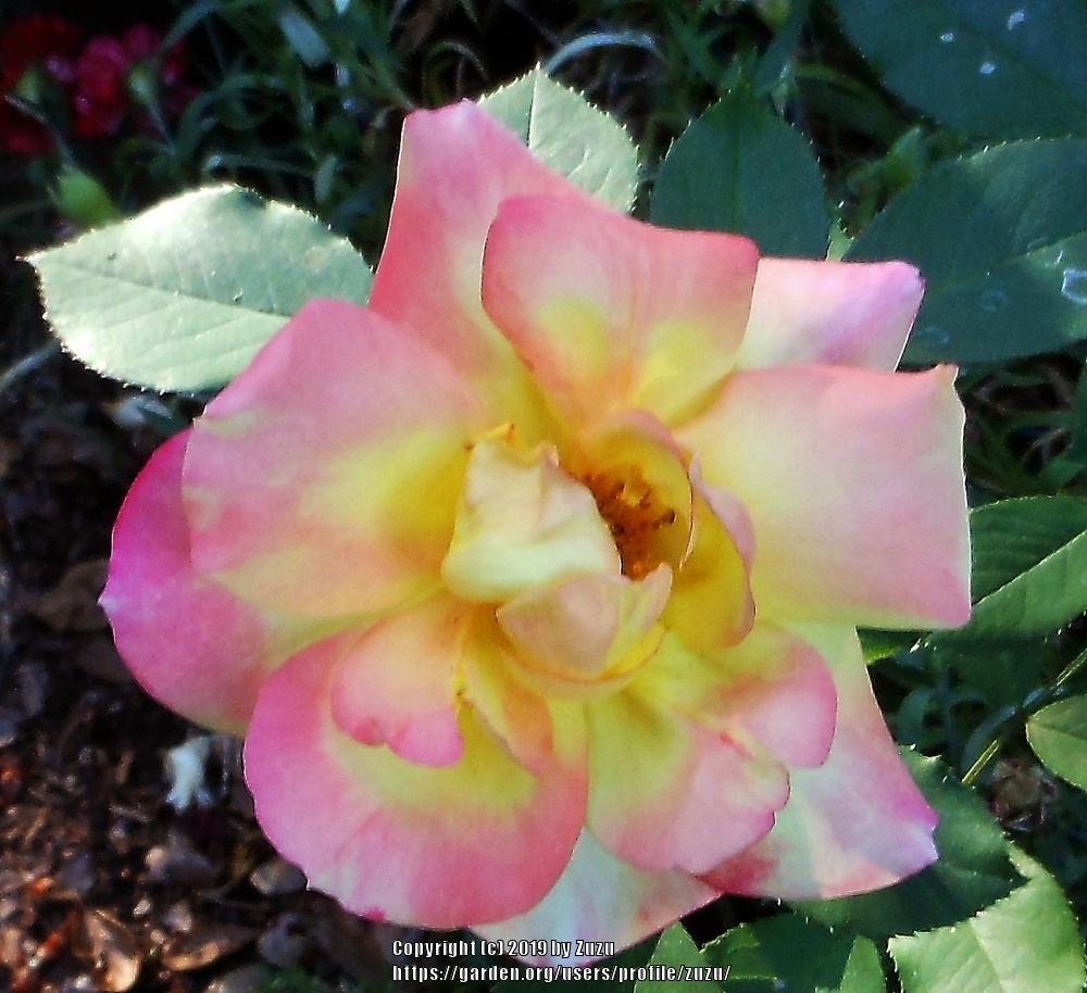 Rose (Rosa 'Susan's Sister') in the Roses Database - Garden.org