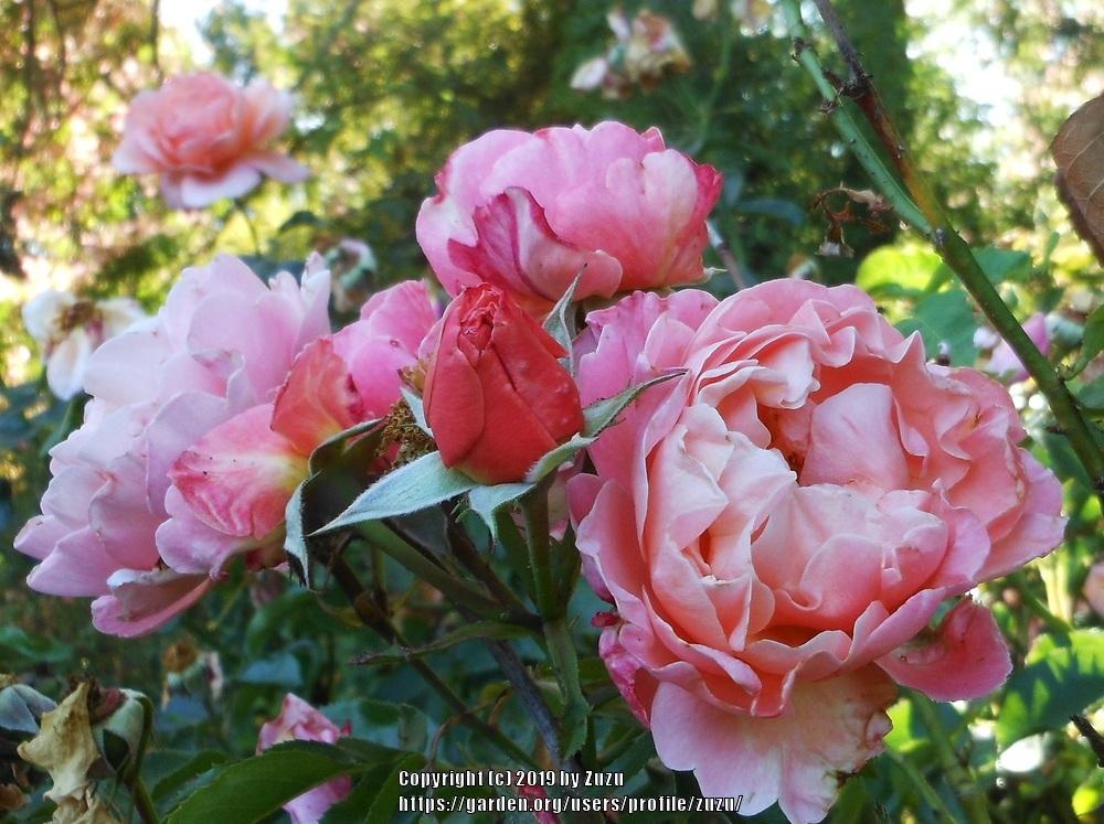 Photo of the bloom of Rose (Rosa 'Marie Curie') posted by zuzu - Garden.org