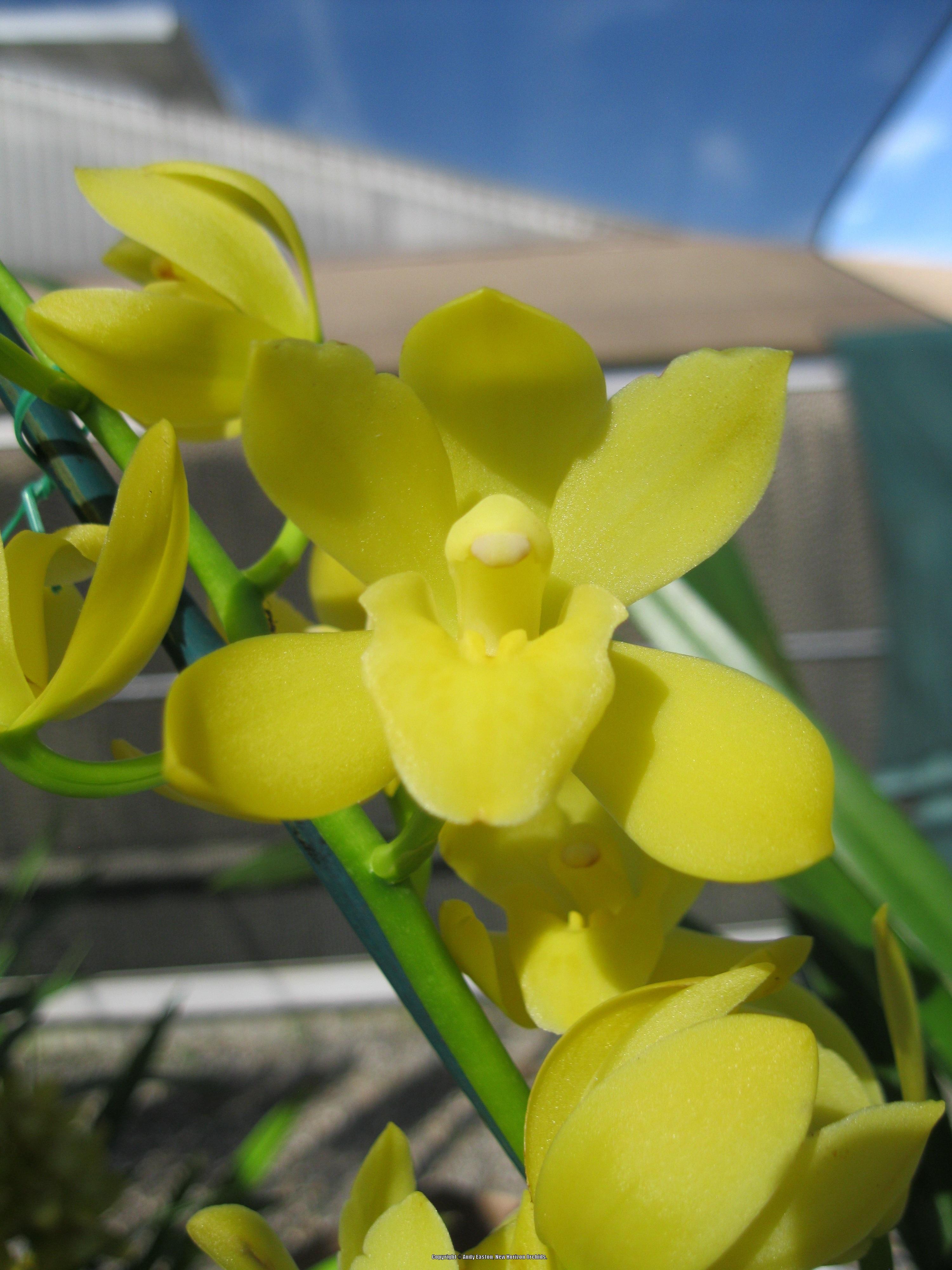 Orchid (Cymbidium Oriel Merle) - Garden.org