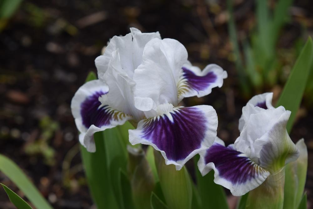 Standard Dwarf Bearded Iris (Iris 'For Grape's Sake') in the Irises ...
