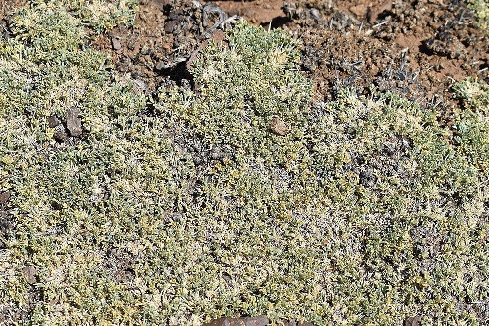 Cuerno de Cabra (Adesmia subterranea) - Garden.org