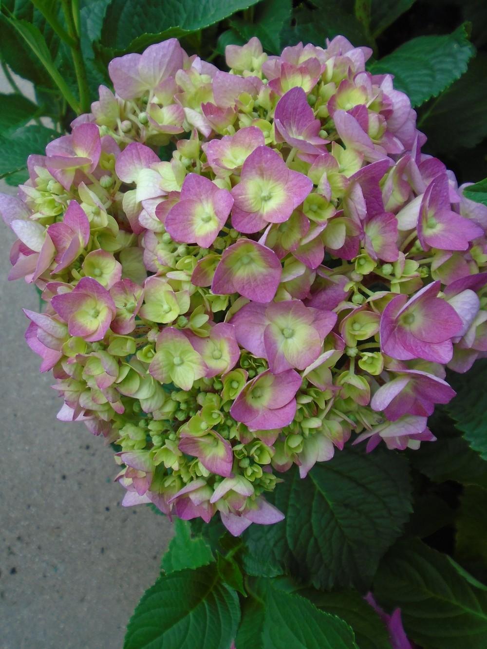 Bigleaf Hydrangea (Hydrangea macrophylla Endless Summer® Summer Crush ...