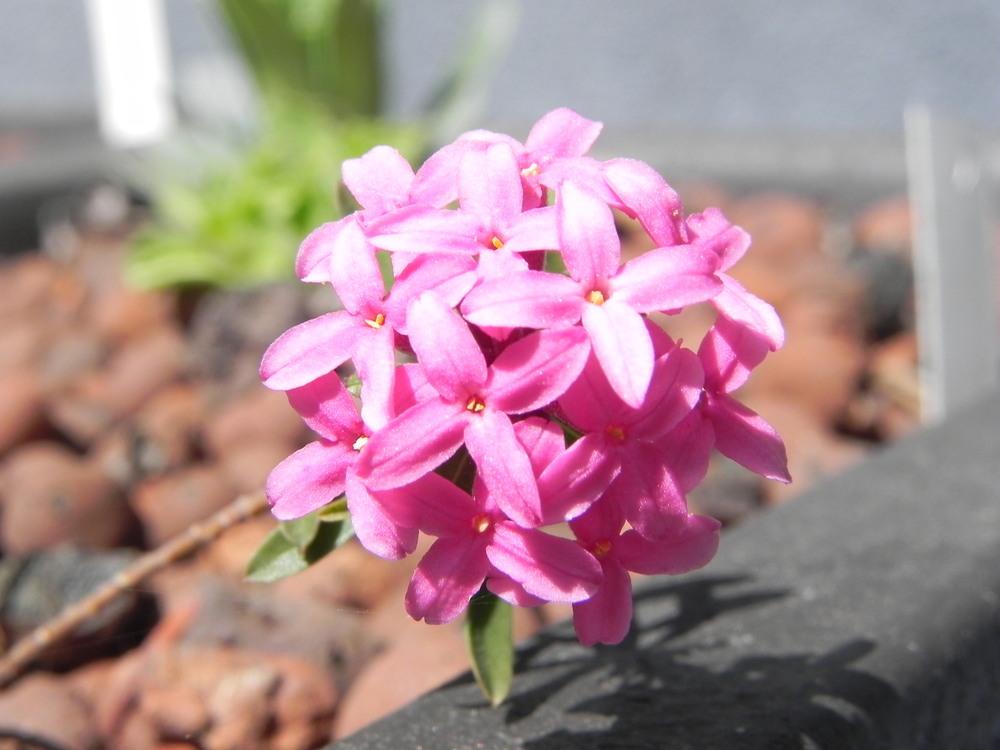 Photo of the bloom of Rose Daphne (Daphne cneorum 'Lela Haines') posted ...