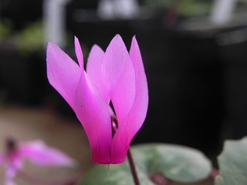Photo of the bloom of Hardy Cyclamen (Cyclamen repandum) posted by SL ...