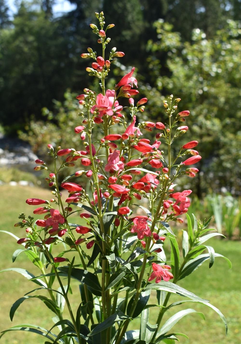 Photo of the entire plant of Penstemon Riding Hood Red posted by ...
