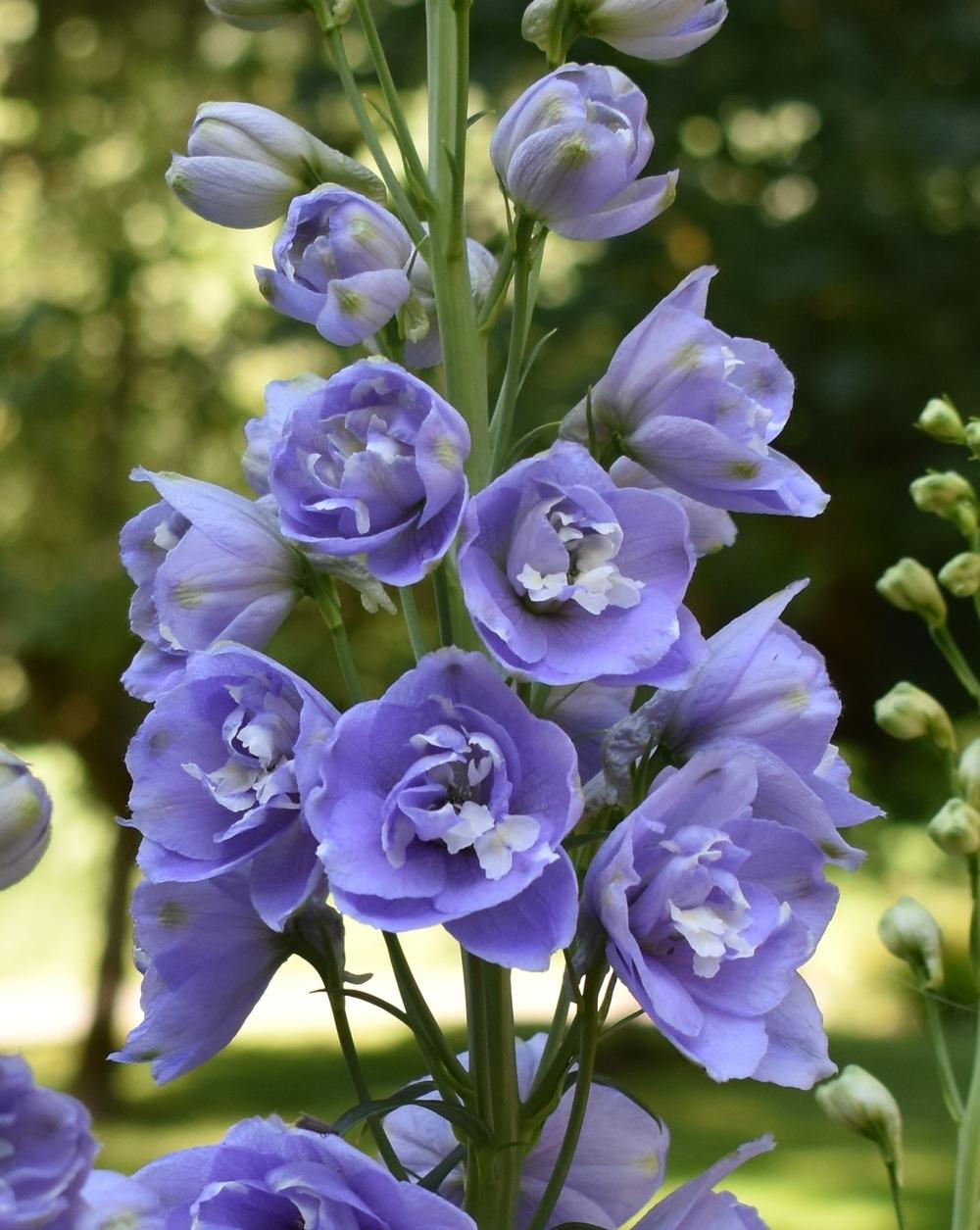 Delphinium elatum Aurora™ Lavender in the Delphiniums Database - Garden.org