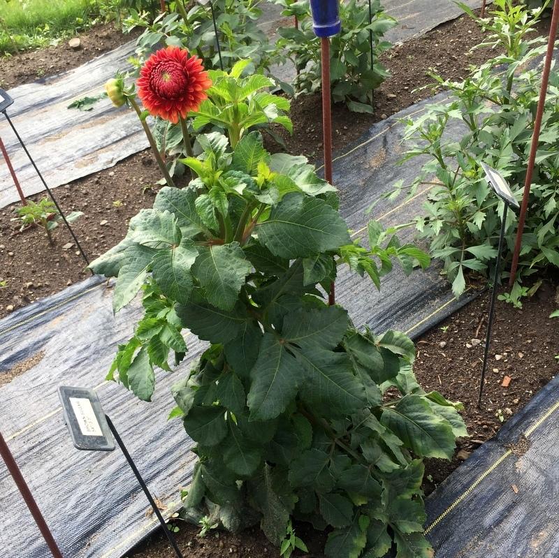 Photo of the bloom of Dahlia 'Brown Sugar' posted by TreeClimber ...