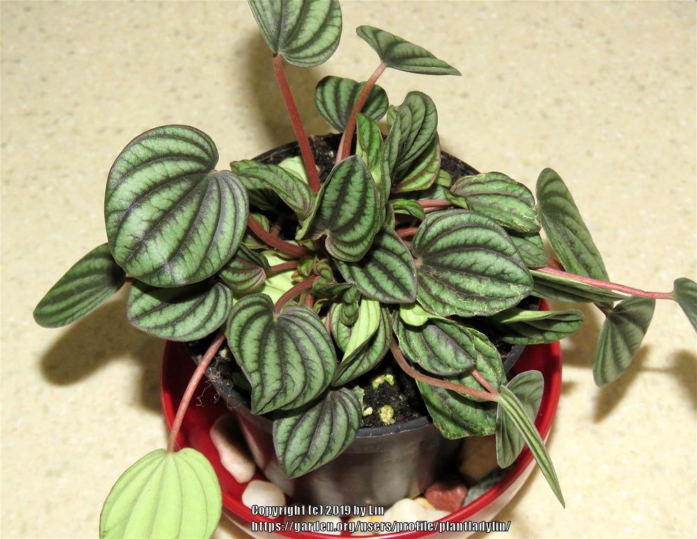 Peperomia 'Piccolo Banda' - Garden.org