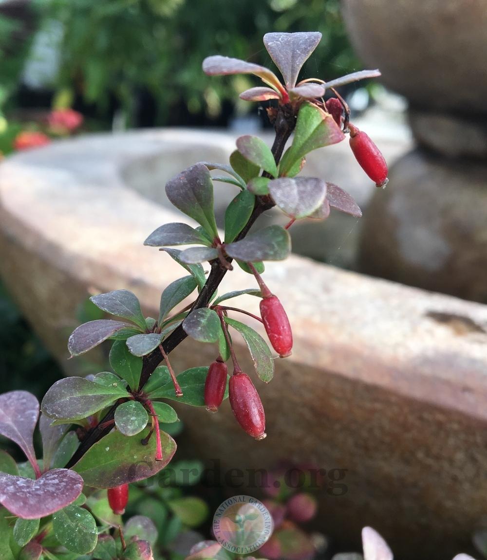 Japanese Barberry (Berberis thunbergii Lava Nugget™) in the Barberries ...