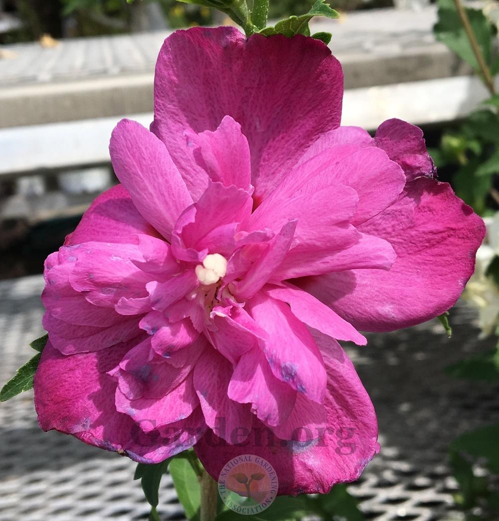 Photo of the bloom of Althea (Hibiscus syriacus Raspberry Smoothie ...