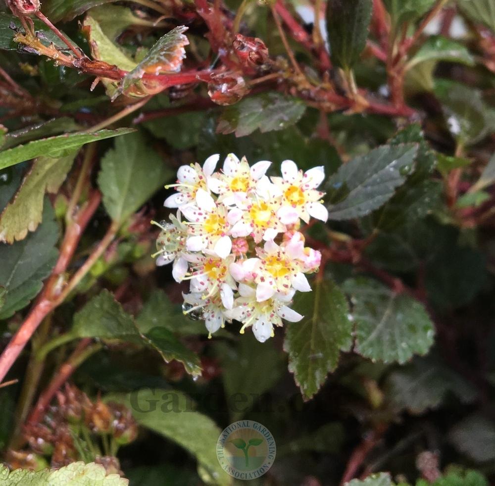 Ninebarks: Plant Care and Collection of Varieties - Garden.org