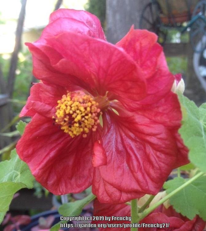 Abutilons: Plant Care and Collection of Varieties - Garden.org