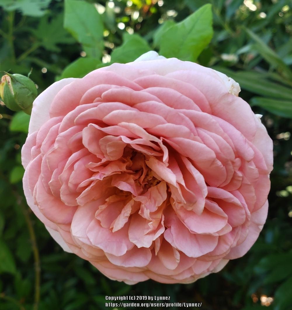 Rose ID please in the Roses forum - Garden.org