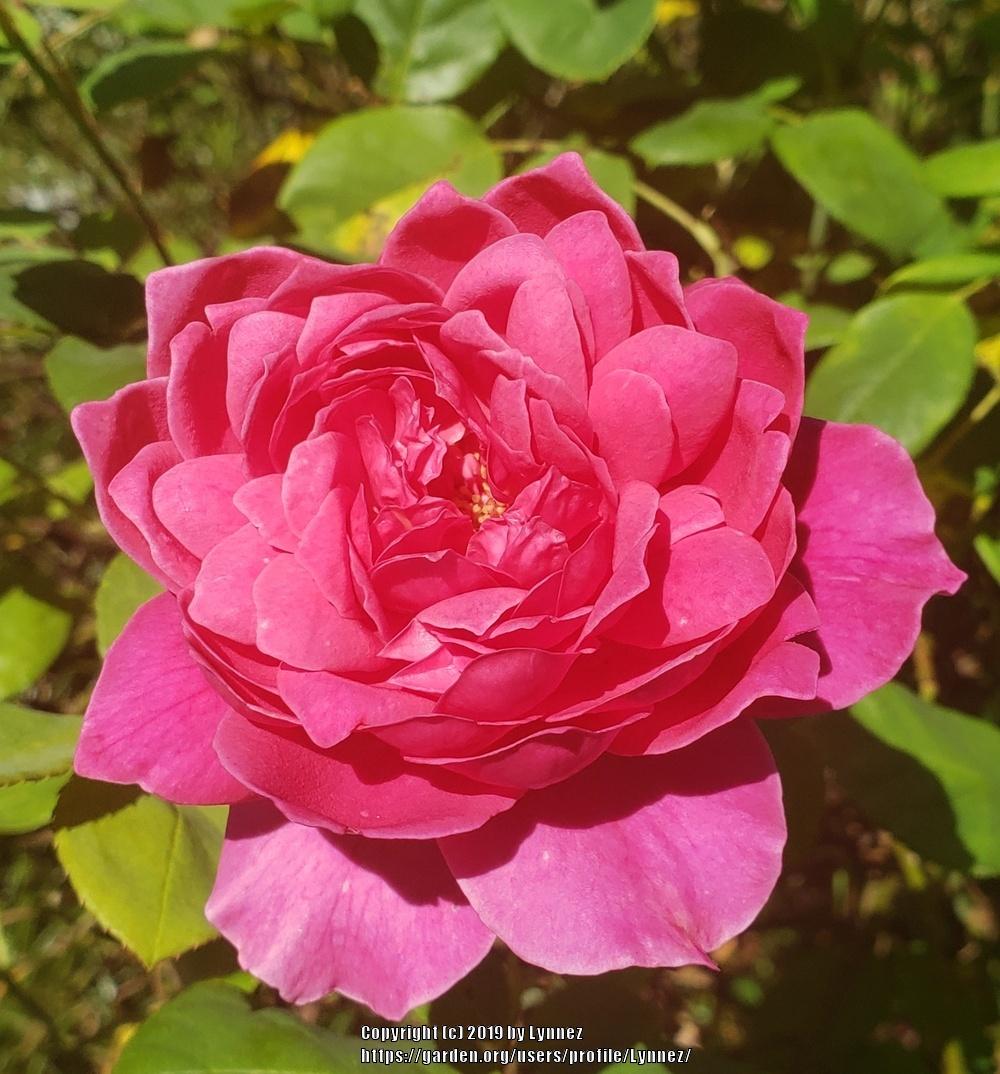 Rose ID please in the Roses forum - Garden.org