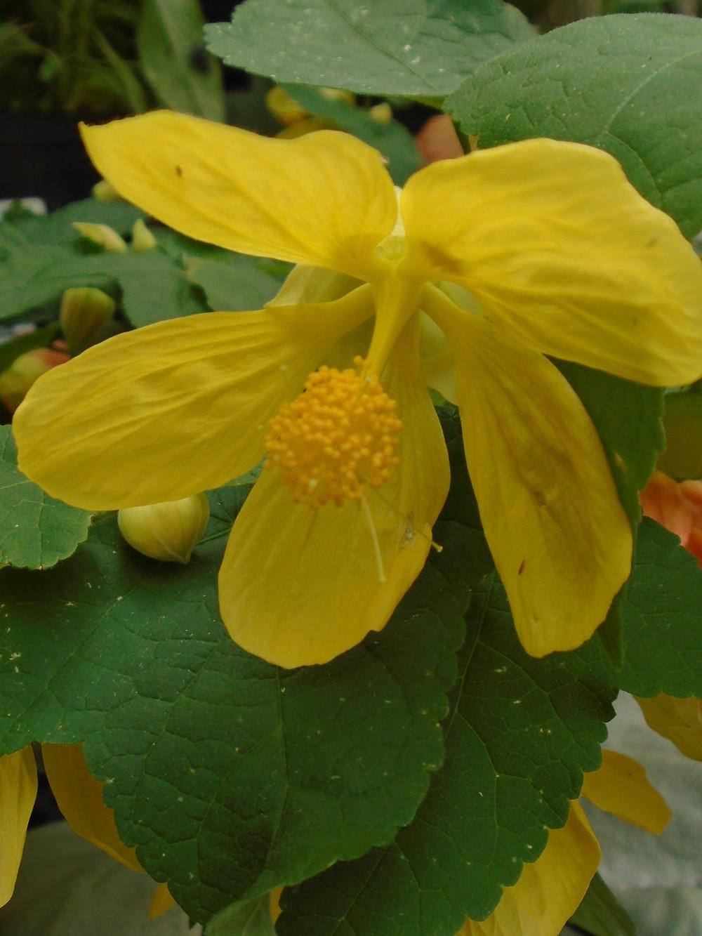 Flowering Maple (Abutilon Lucky Lantern™ Yellow) in the Abutilons ...