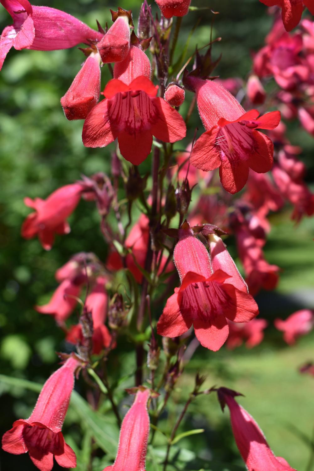 Photo of the bloom of Border Penstemon (Penstemon Firebird) posted by ...