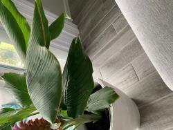 Orange Torch Ginger - Curcuma in the Ask a Question forum - Garden.org