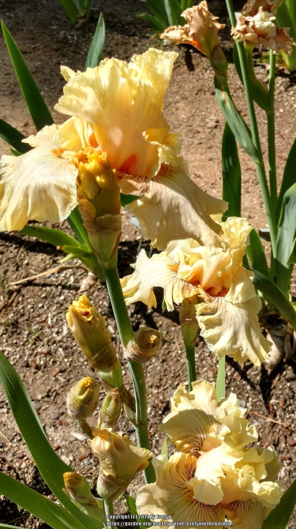 Photo of the entire plant of Tall Bearded Iris (Iris 'Australian Rosé ...
