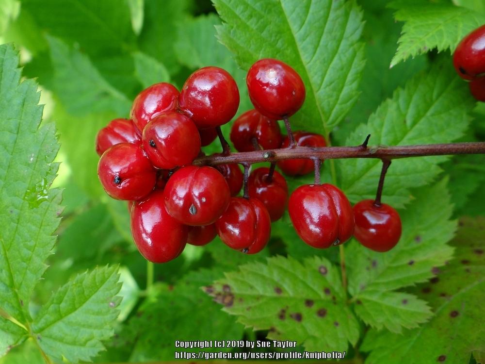 Red Baneberry (Actaea rubra) - Garden.org